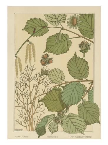 Hazel | Learn about the native trees of Ireland with Seaside Squirrel